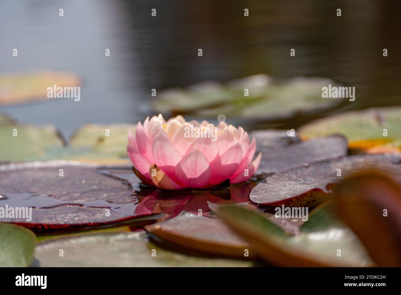 Pink lotus water lily flower in pond, waterlily with green leaves ...