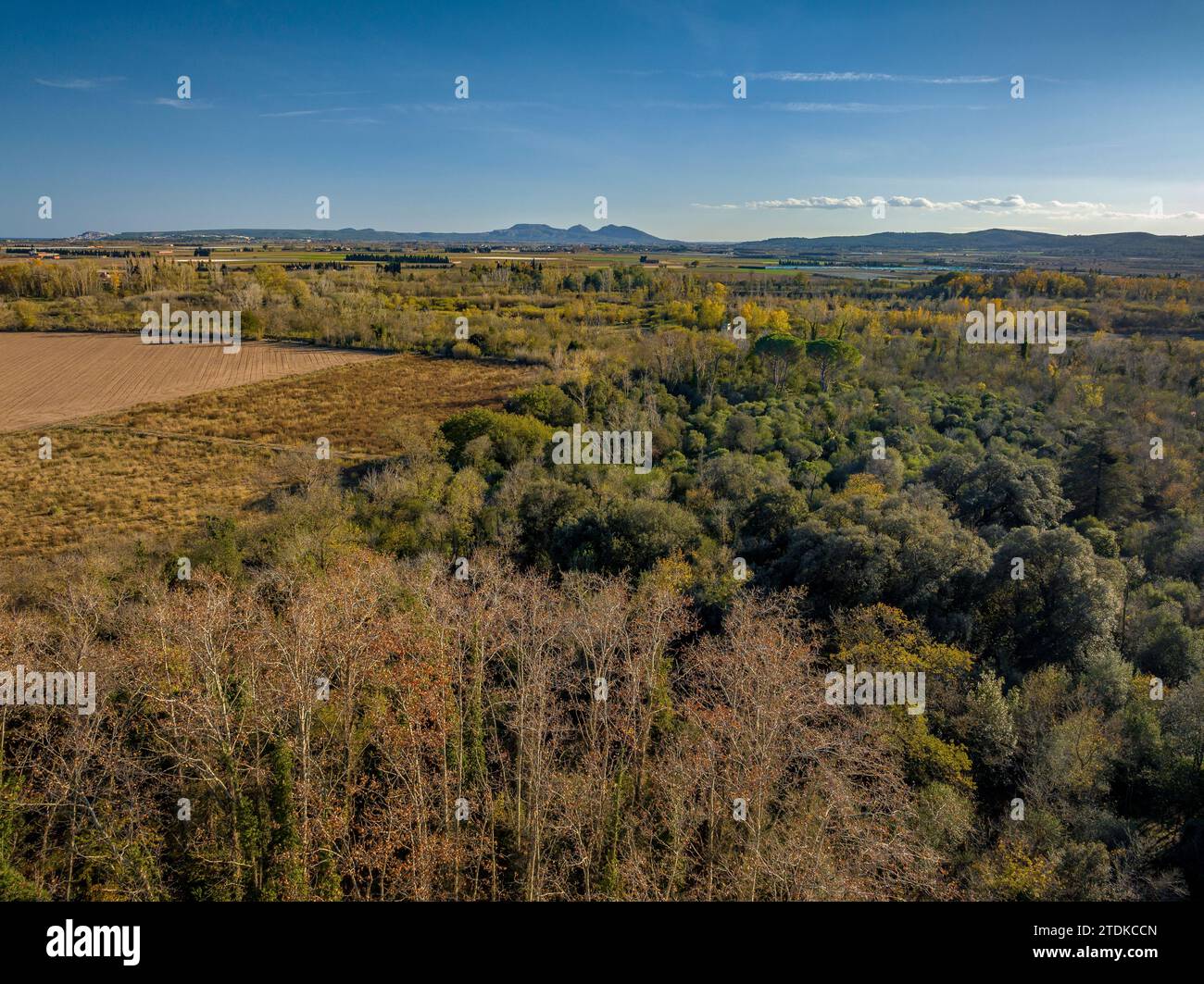 Aerial view of the riparian forest near the Fluvià river as it passes ...