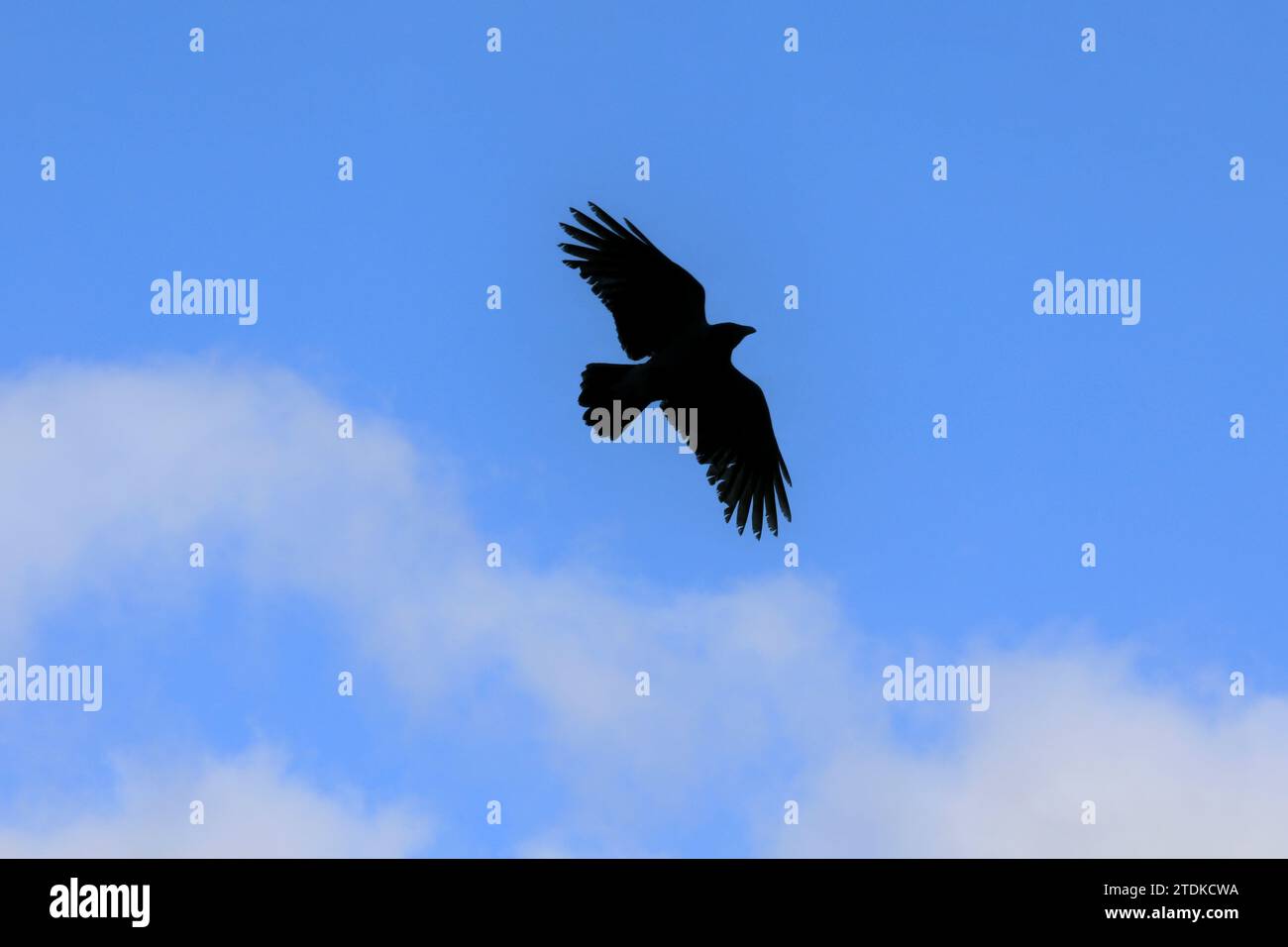 Crows Are Free 6. Hooded crow, Corvus cornix in flight against blue sky ...