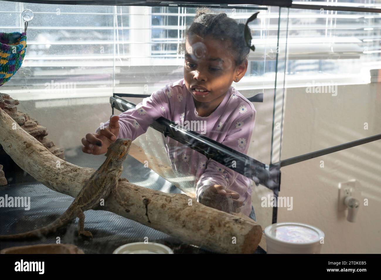 Neveah, 6, pets her pet bearded dragon lizard, named Gizmo, at home in ...