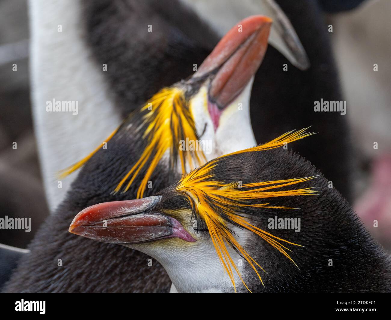 Royal Penguin, Eudyptes schlegeli, Macquarie Island, Australia Stock ...