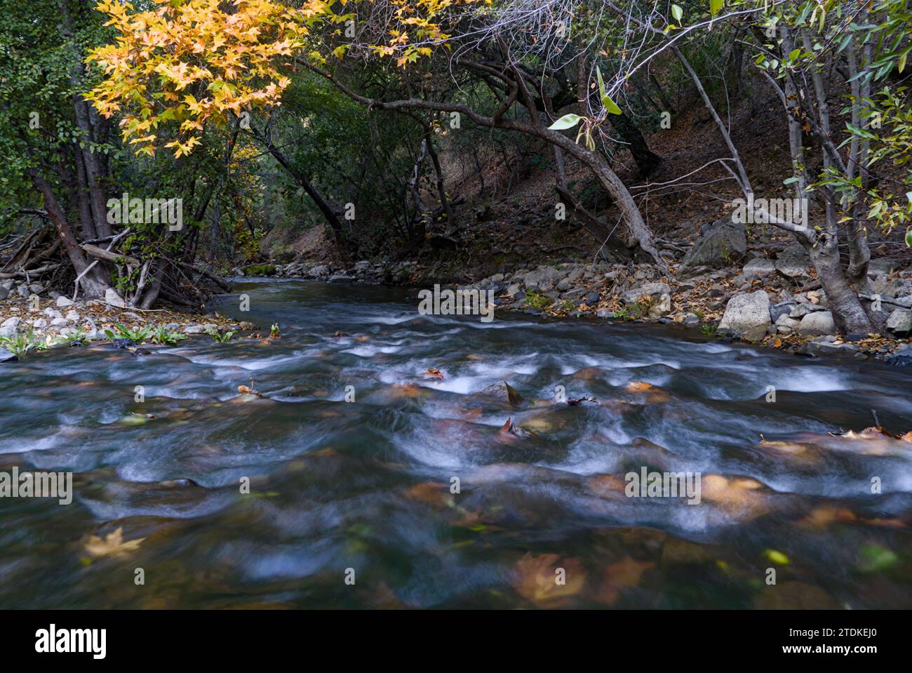 Fall leaves, rocks and the flowing water in Coyote creak Stock Photo - Alamy