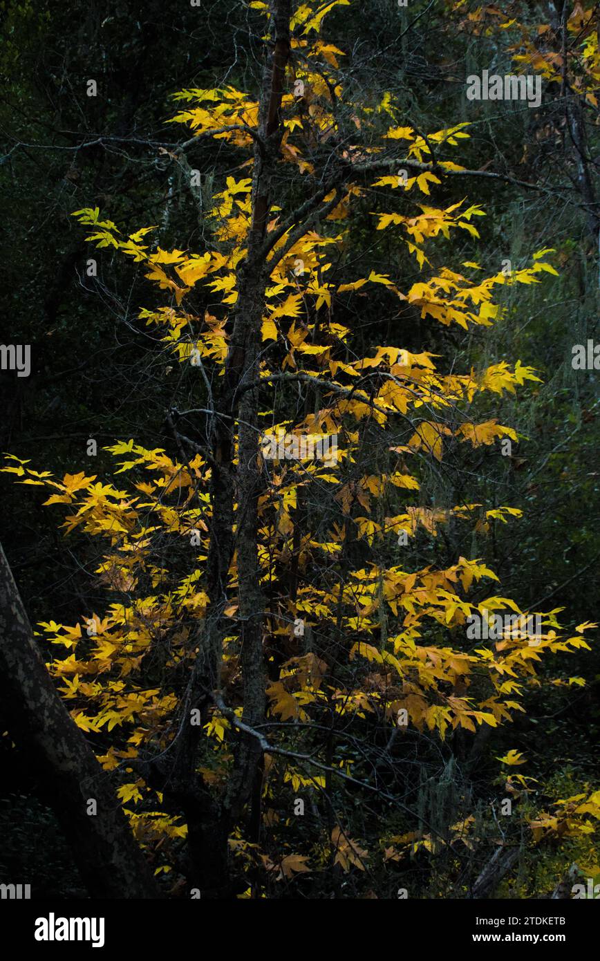 Virginia creeper leaves changing color hi-res stock photography and ...