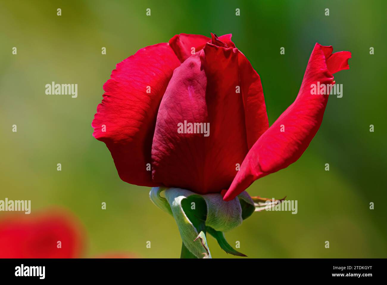 Beautiful flowers outside, blooming on a summer day. Perfect nature ...