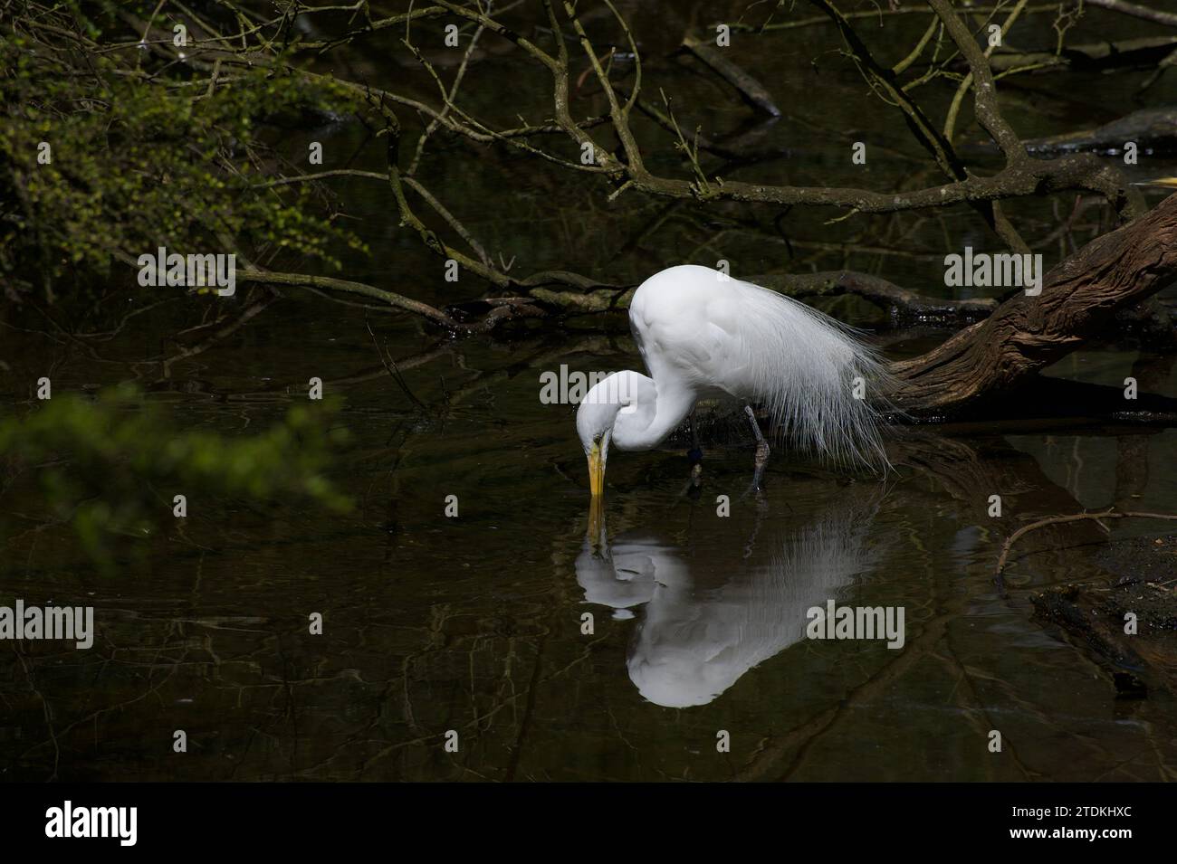 White birds are a difficult subject - especially when the bird is ...