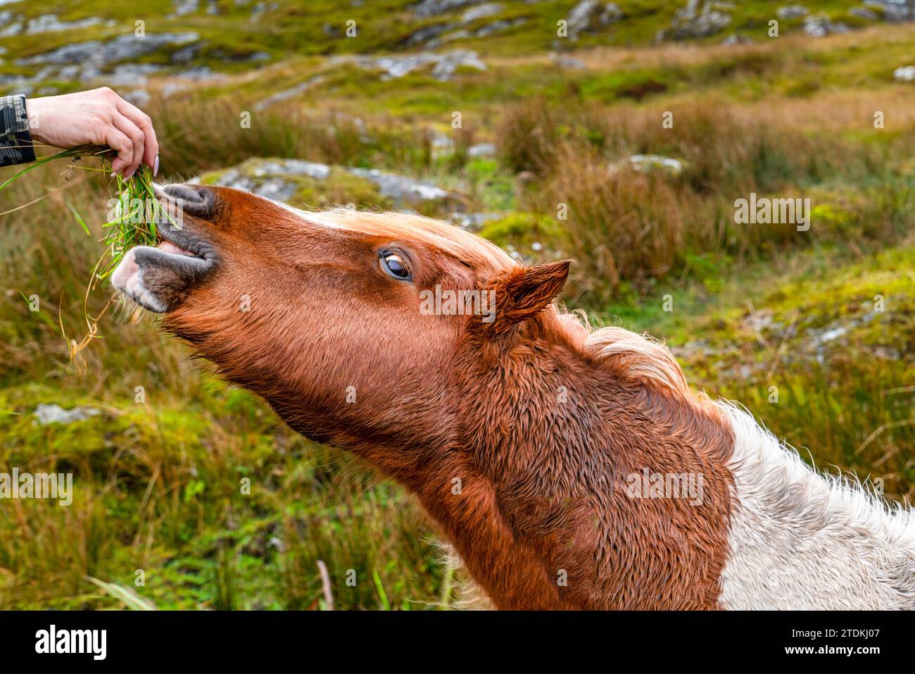 HIGHLAND PONY GROSEBAY ISLE OF HARRIS THE HEBRIDES SCOTLAND UNITED ...