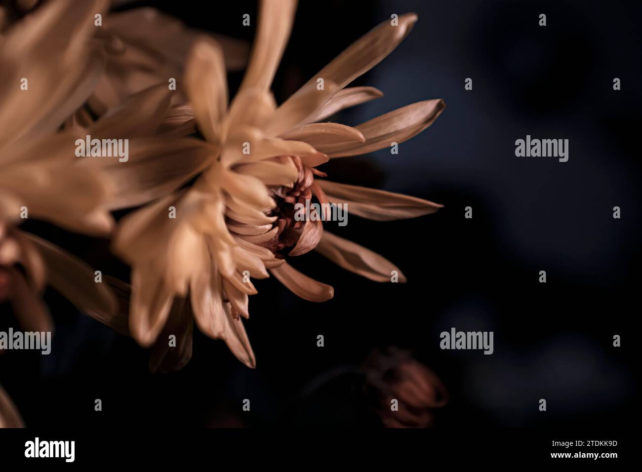 Beautiful flowers outside, blooming on a summer day. Perfect nature ...