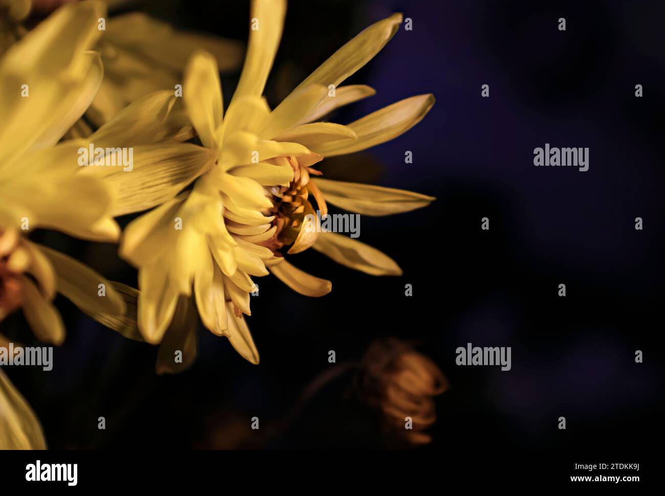 Beautiful flowers outside, blooming on a summer day. Perfect nature ...