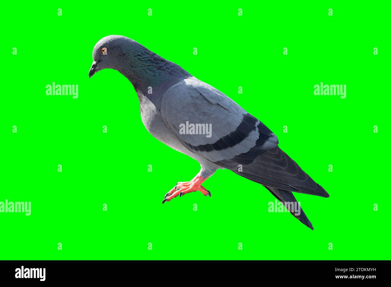 pigeon bird catching stand side view isolated on green screen with ...