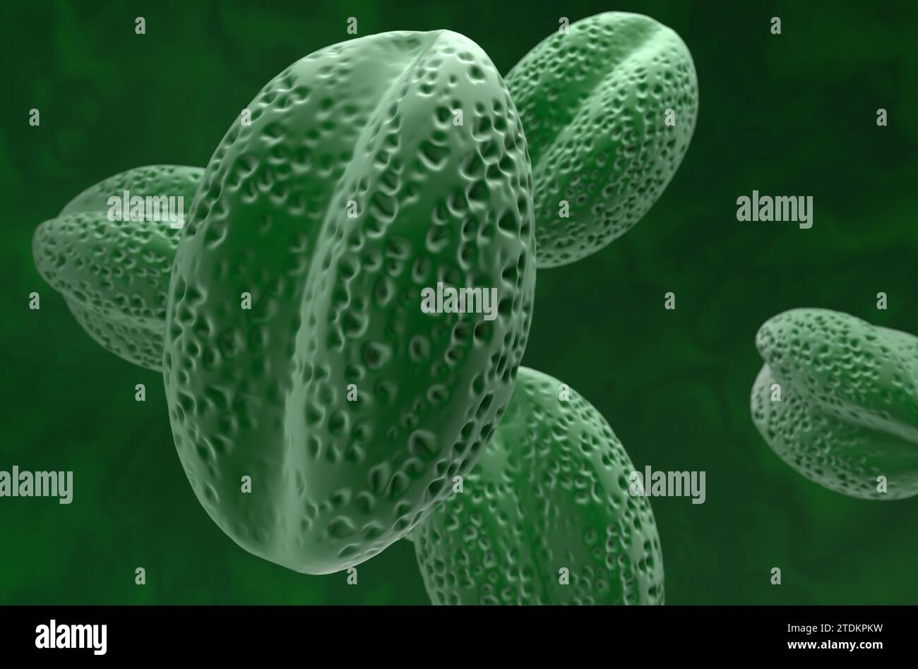 Grass pollen grains - closeup view 3d illustration Stock Photo - Alamy
