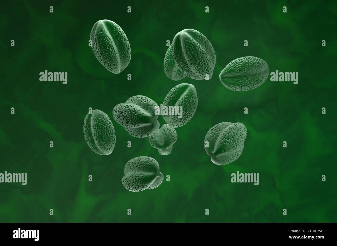 Grass pollen grains - isometric view 3d illustration Stock Photo - Alamy