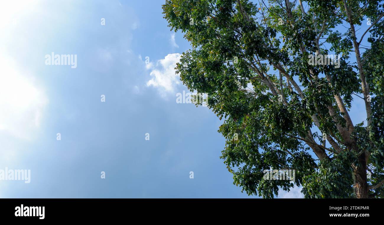 Rubber Trees With Green Leaves, Against A Bright Blue Sky During The ...