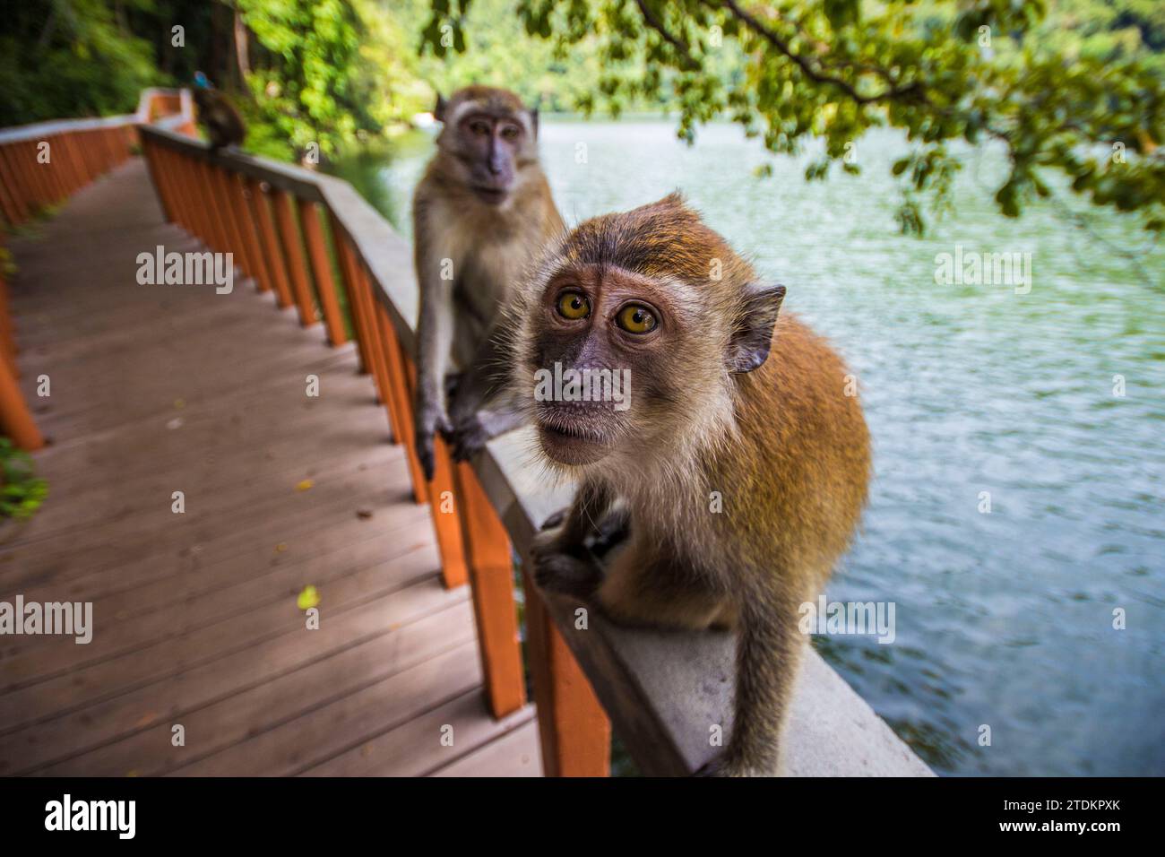 Wild Macaque monkeys in Langkawi, Malaysia Stock Photo - Alamy