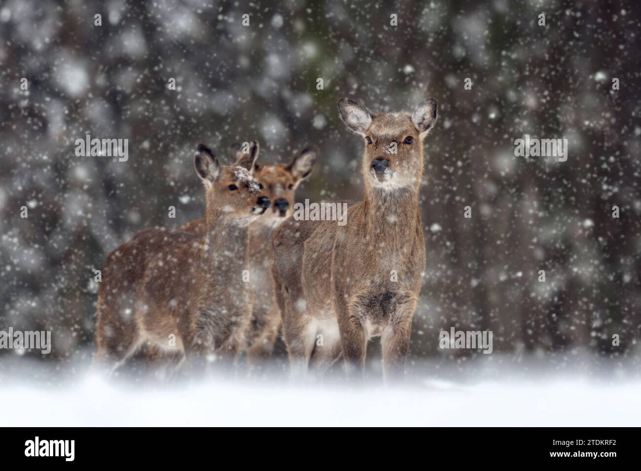 Roe deers in the winter forest with snowfall. Animal in natural habitat ...