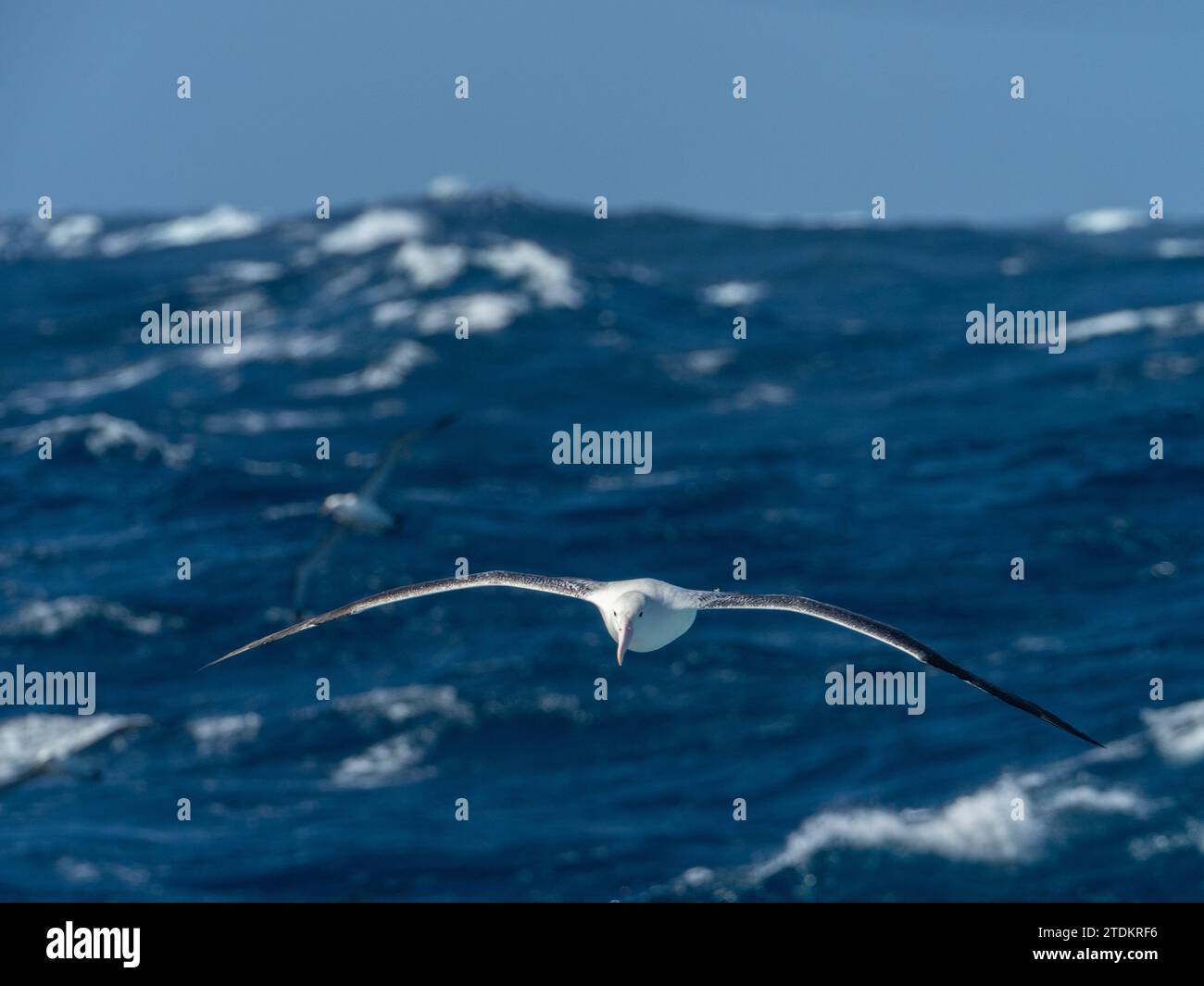 Southern royal albatross, Diomedea epomophora, gliding over the ...