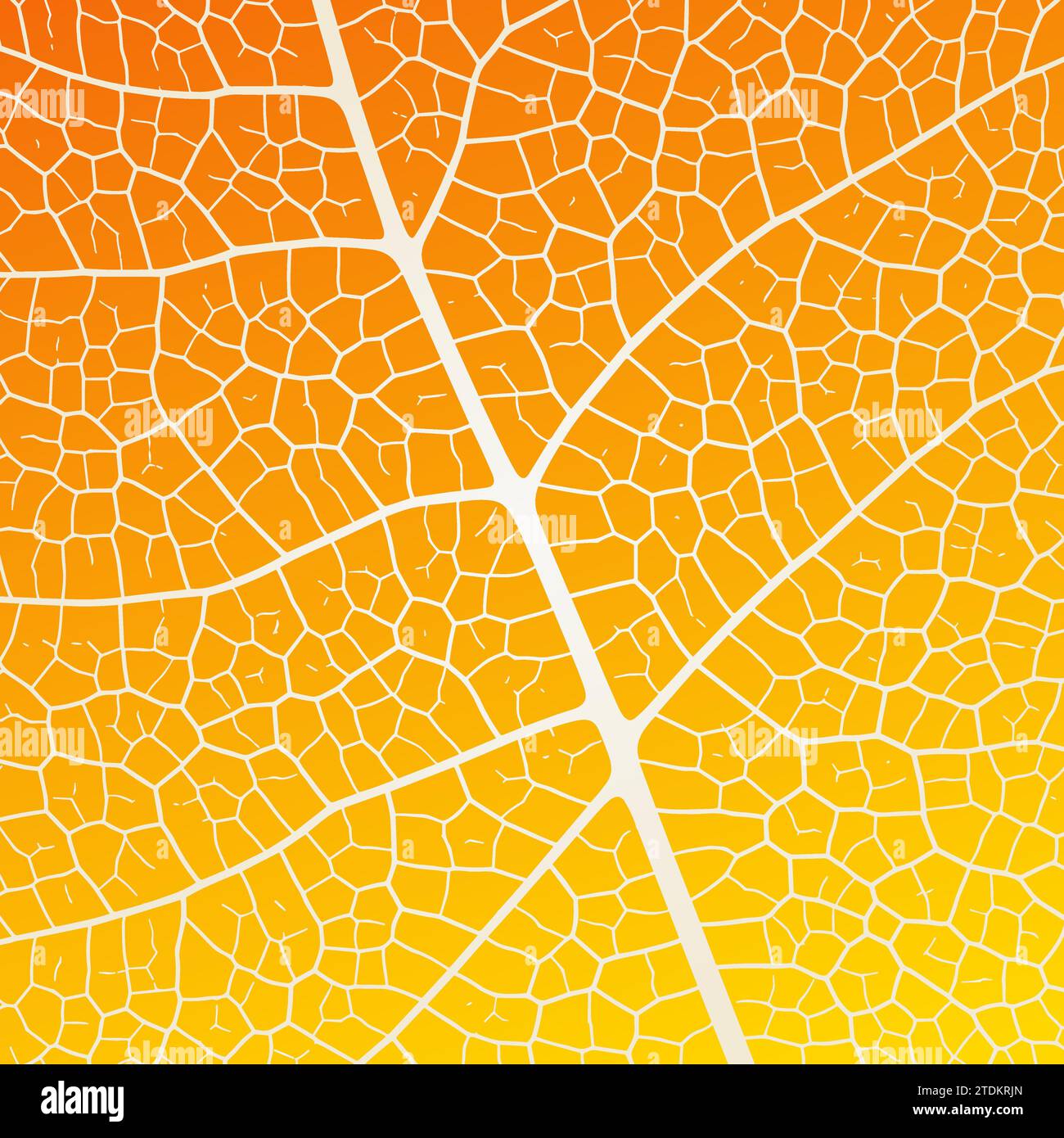 Leaf vein texture abstract background with close up plant leaf cells ...