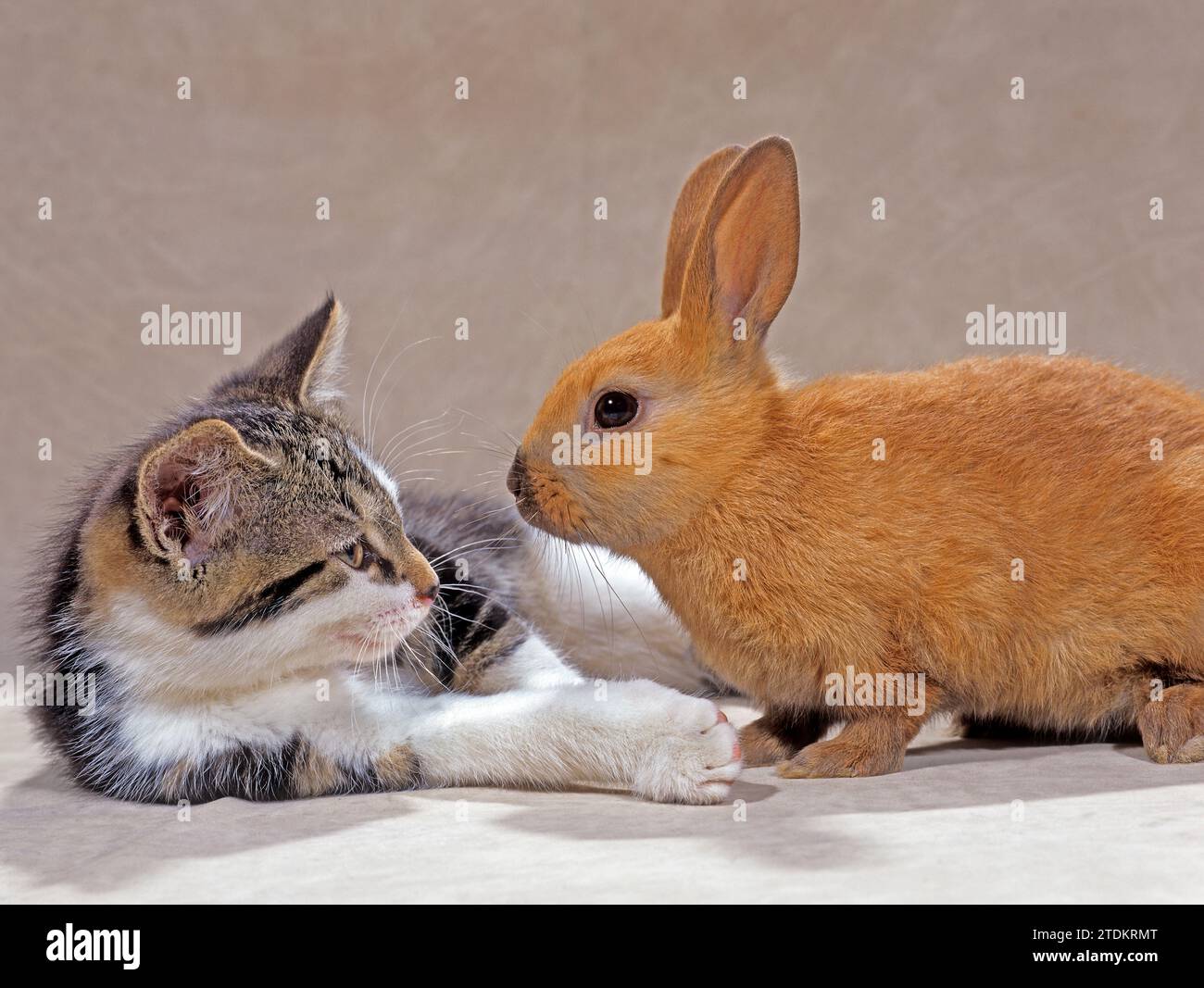 Kitten and rabbit together hi-res stock photography and images - Alamy
