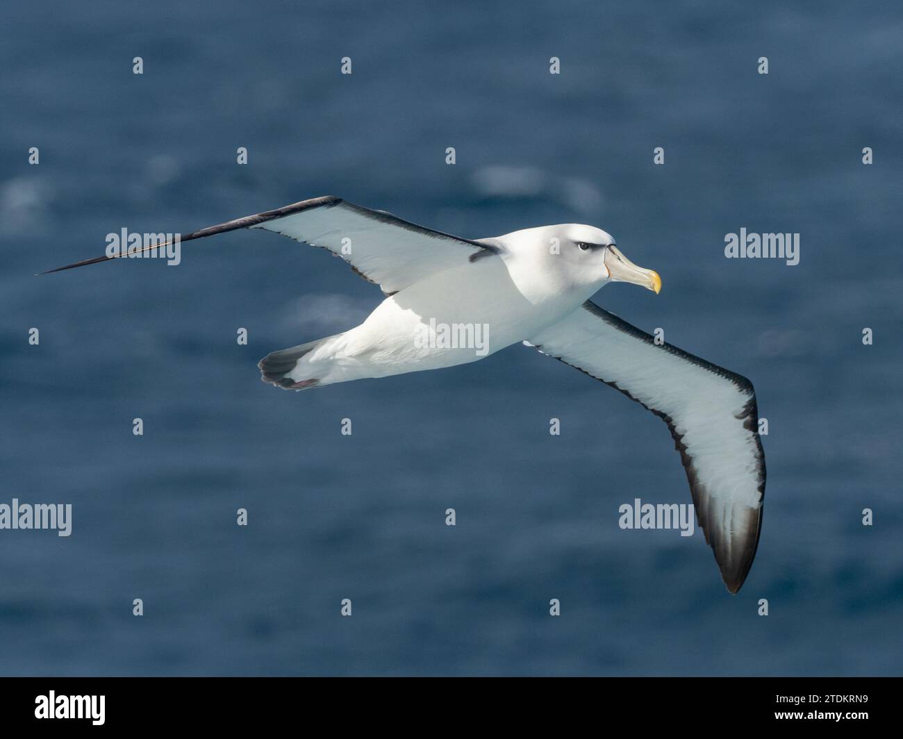 White-capped albatross, Thalassarche cauta steadi, in the southern ...