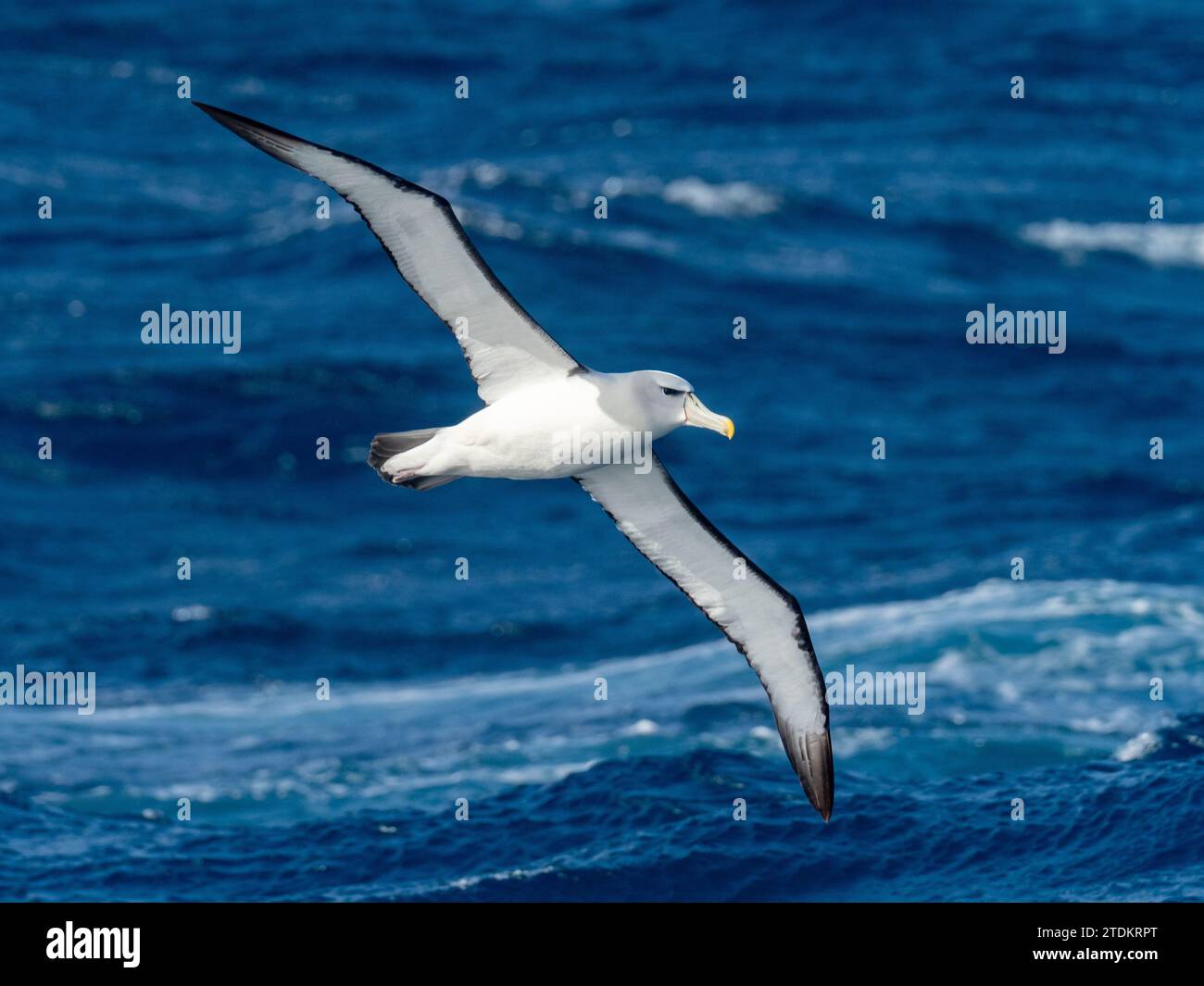 White-capped albatross, Thalassarche cauta steadi, in the southern ...