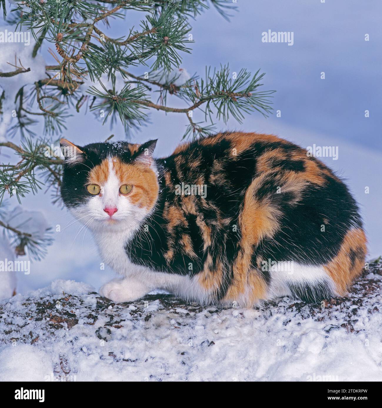 Cat lying on log hi-res stock photography and images - Alamy