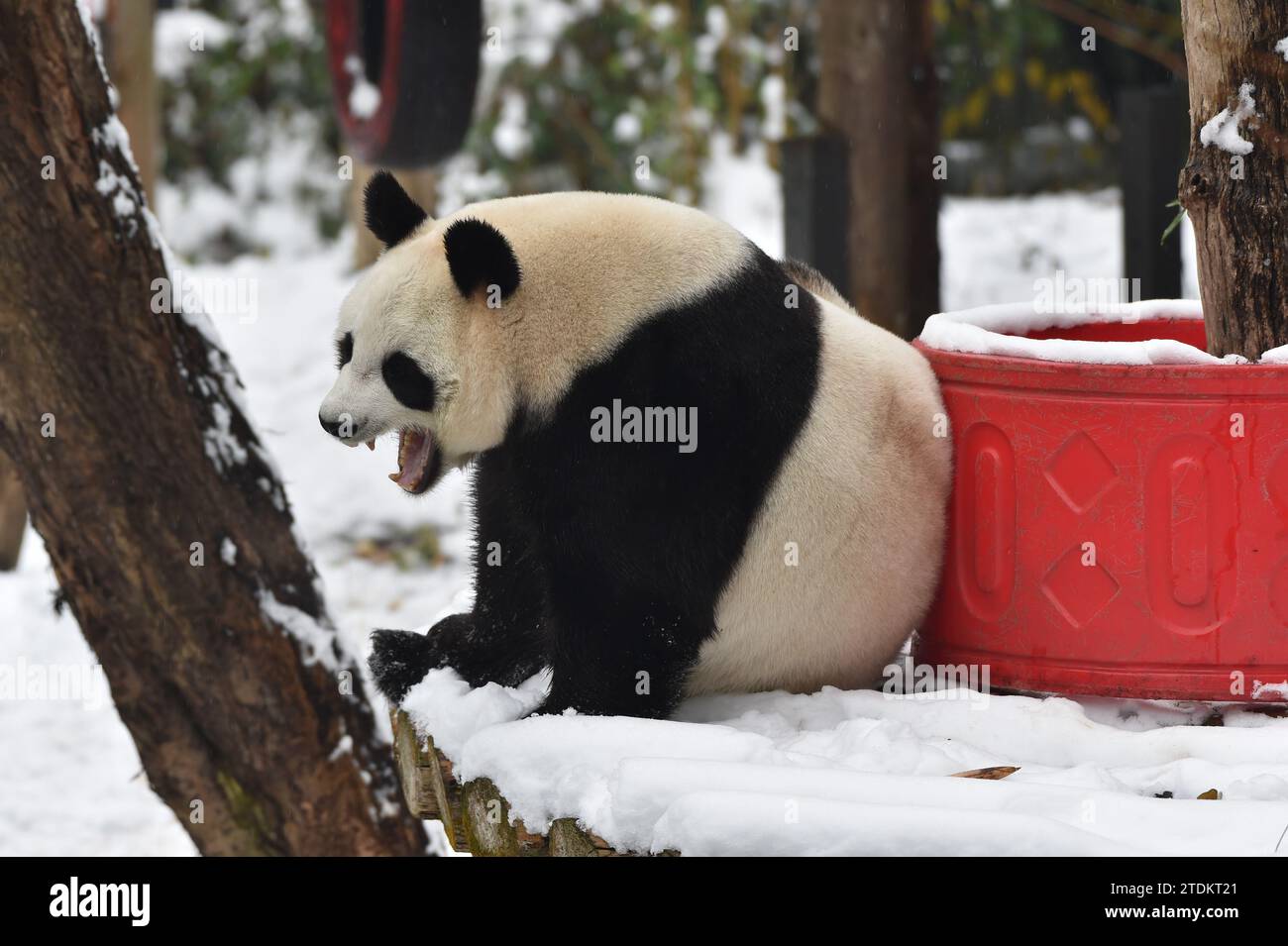 NANJING, CHINA - DECEMBER 19, 2023 - A giant panda plays in the snow at ...