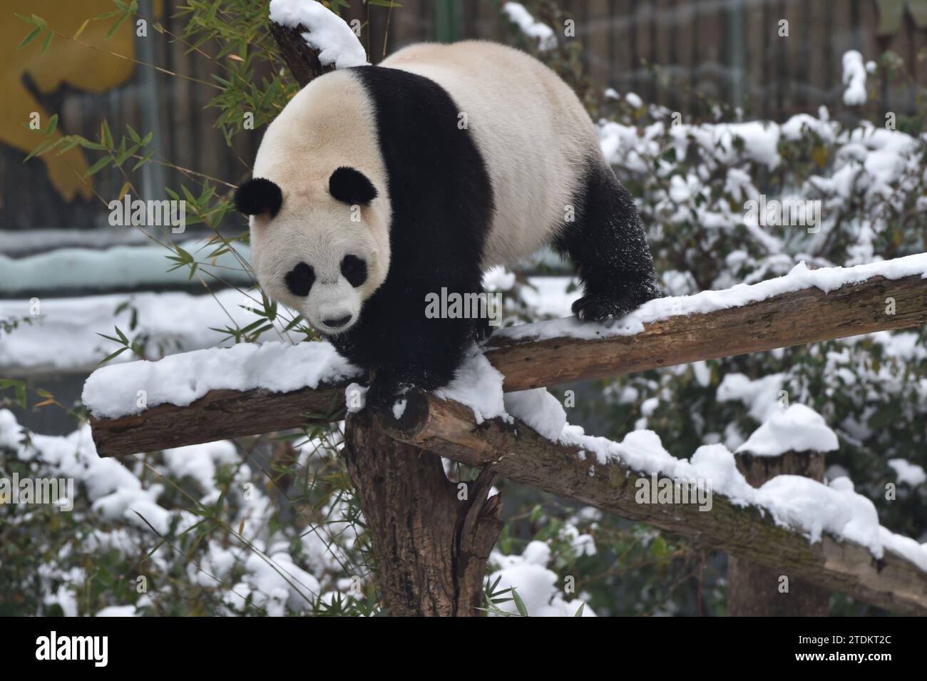 NANJING, CHINA - DECEMBER 19, 2023 - A giant panda plays in the snow at ...