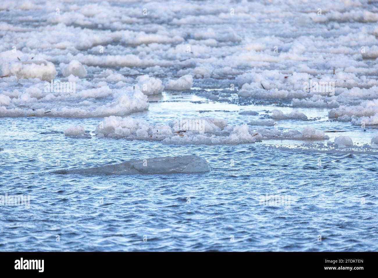 Fragments of melting ice and snow floating on Baltic Sea water, natural ...