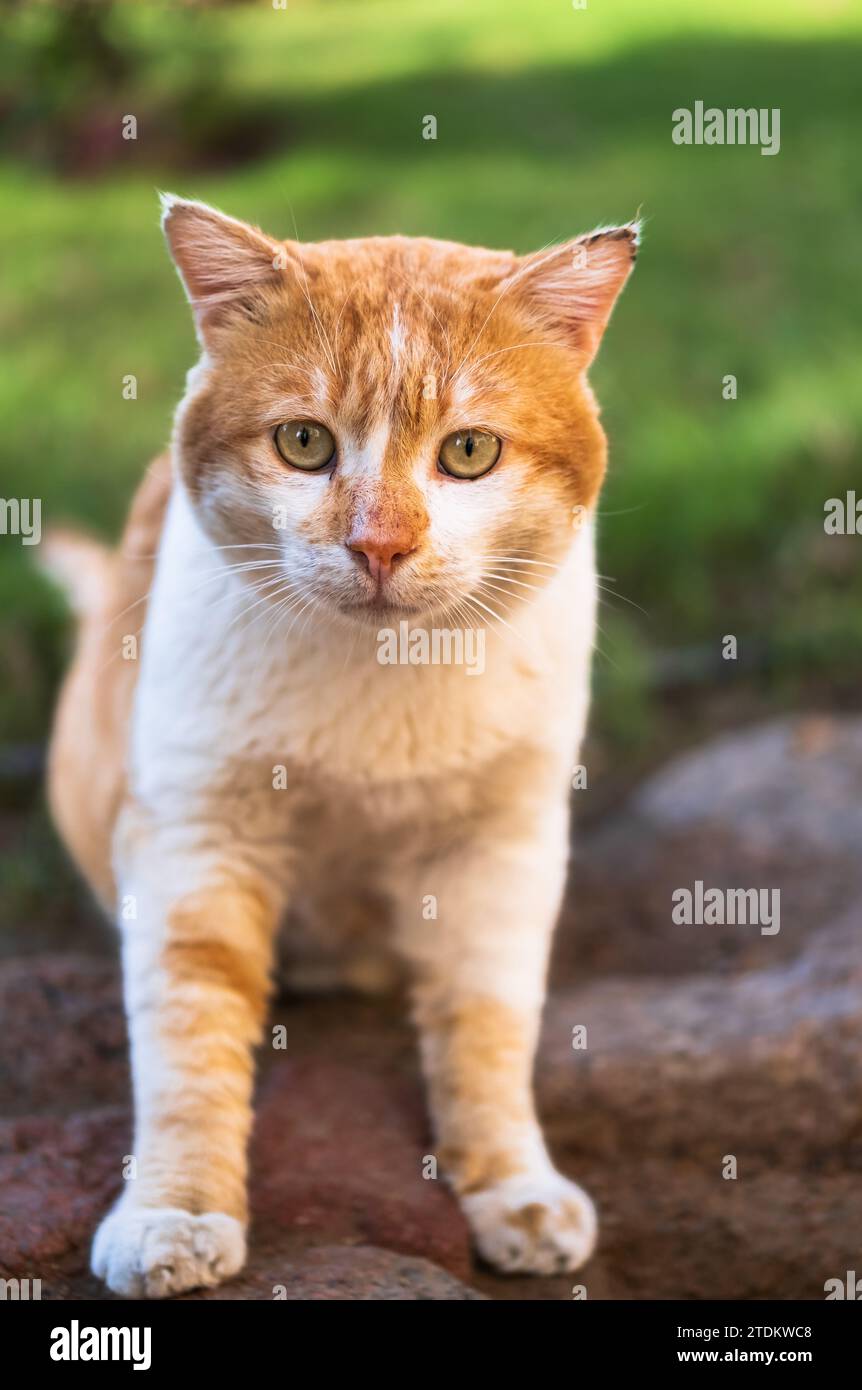 Fluffy cute red cat on a street. Red cat sitting on the road with green ...