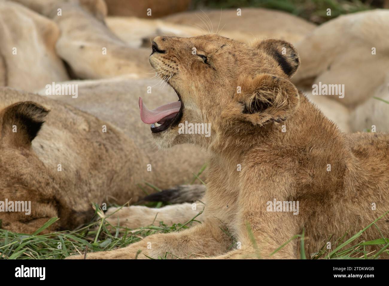 Lion cub sunrise lions hi-res stock photography and images - Alamy
