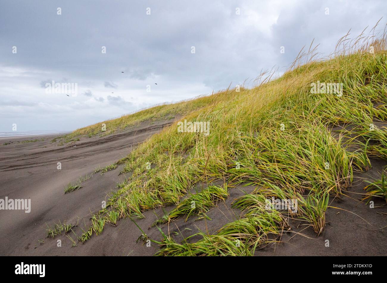 The Beach at Fort Stevens State Park in Oregon, USA Stock Photo - Alamy