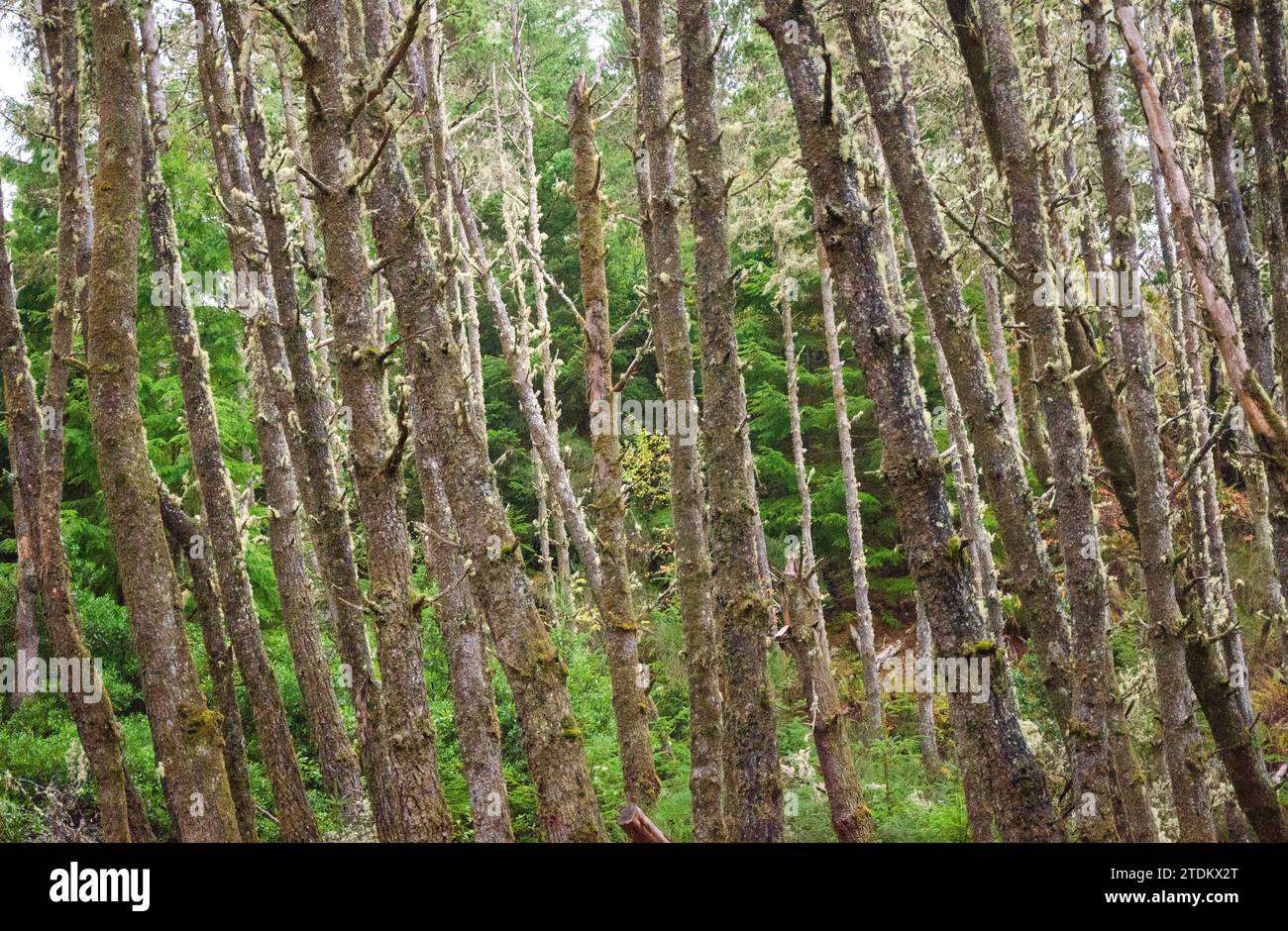 Fort Stevens State Park in Oregon, USA Stock Photo - Alamy