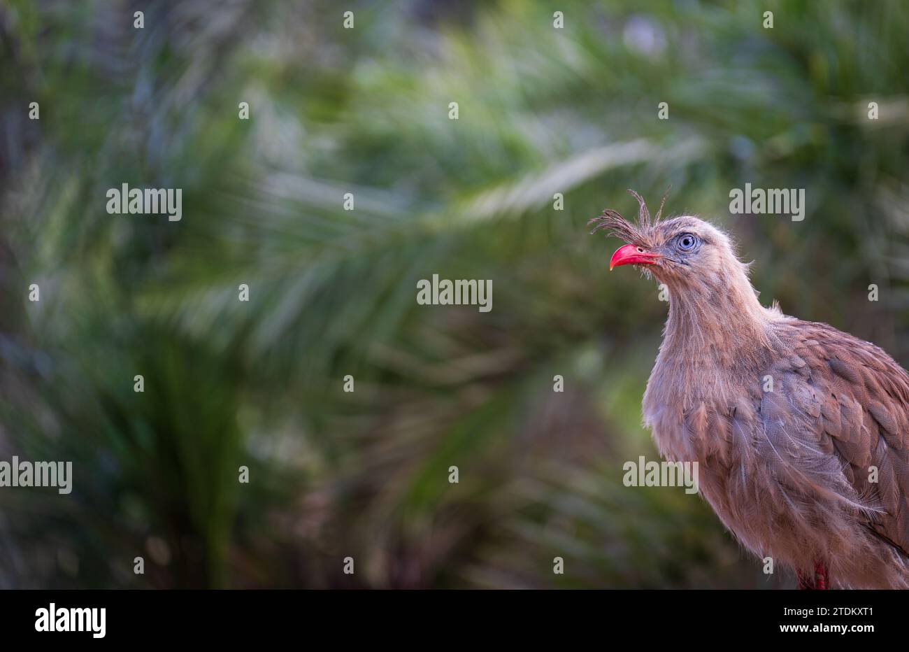 Feathery crest hi-res stock photography and images - Alamy