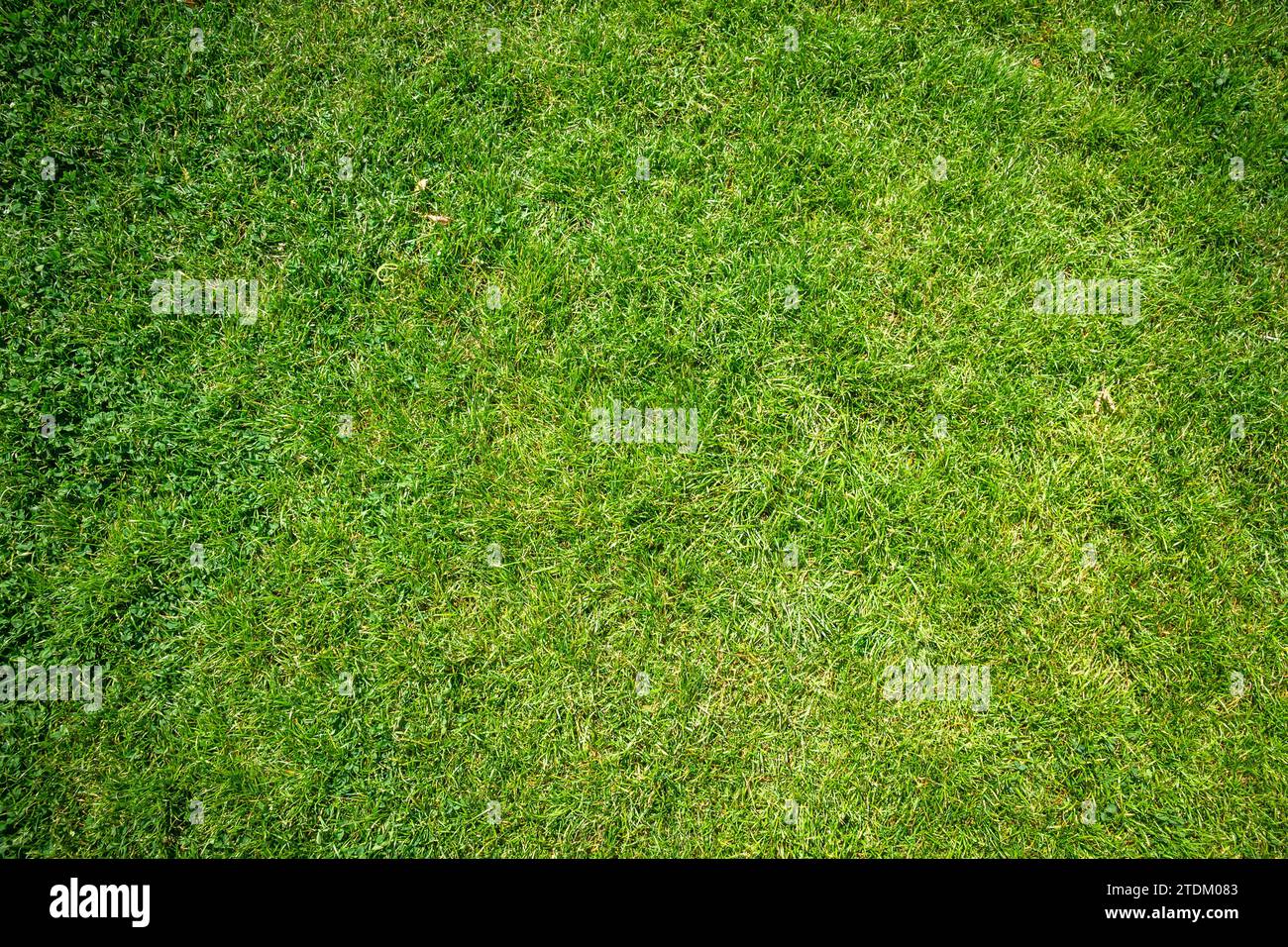 Green grass background texture top view. Lawn wallpaper Stock Photo - Alamy