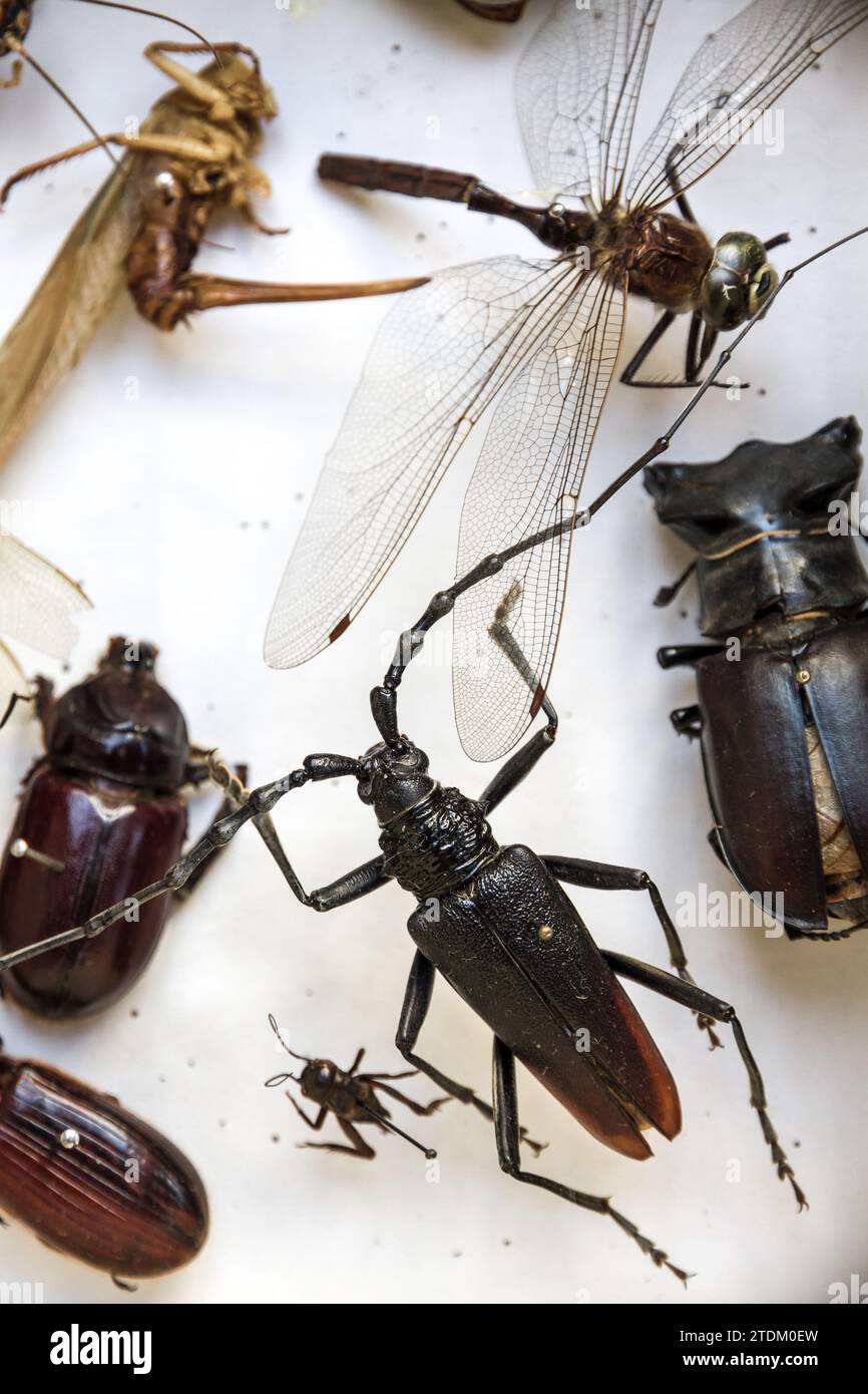 Collection of dried dead insects pinned in a box. White background ...