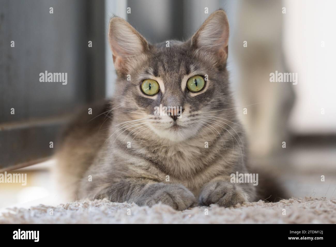 Black 8 month old kitten hi-res stock photography and images - Alamy