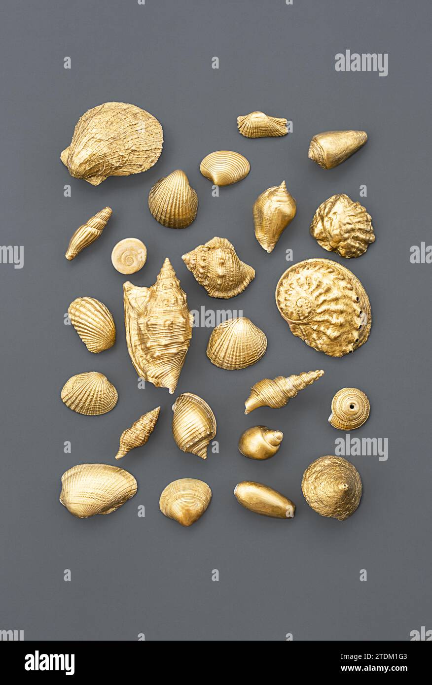 Gold coloured seashells collection Stock Photo - Alamy