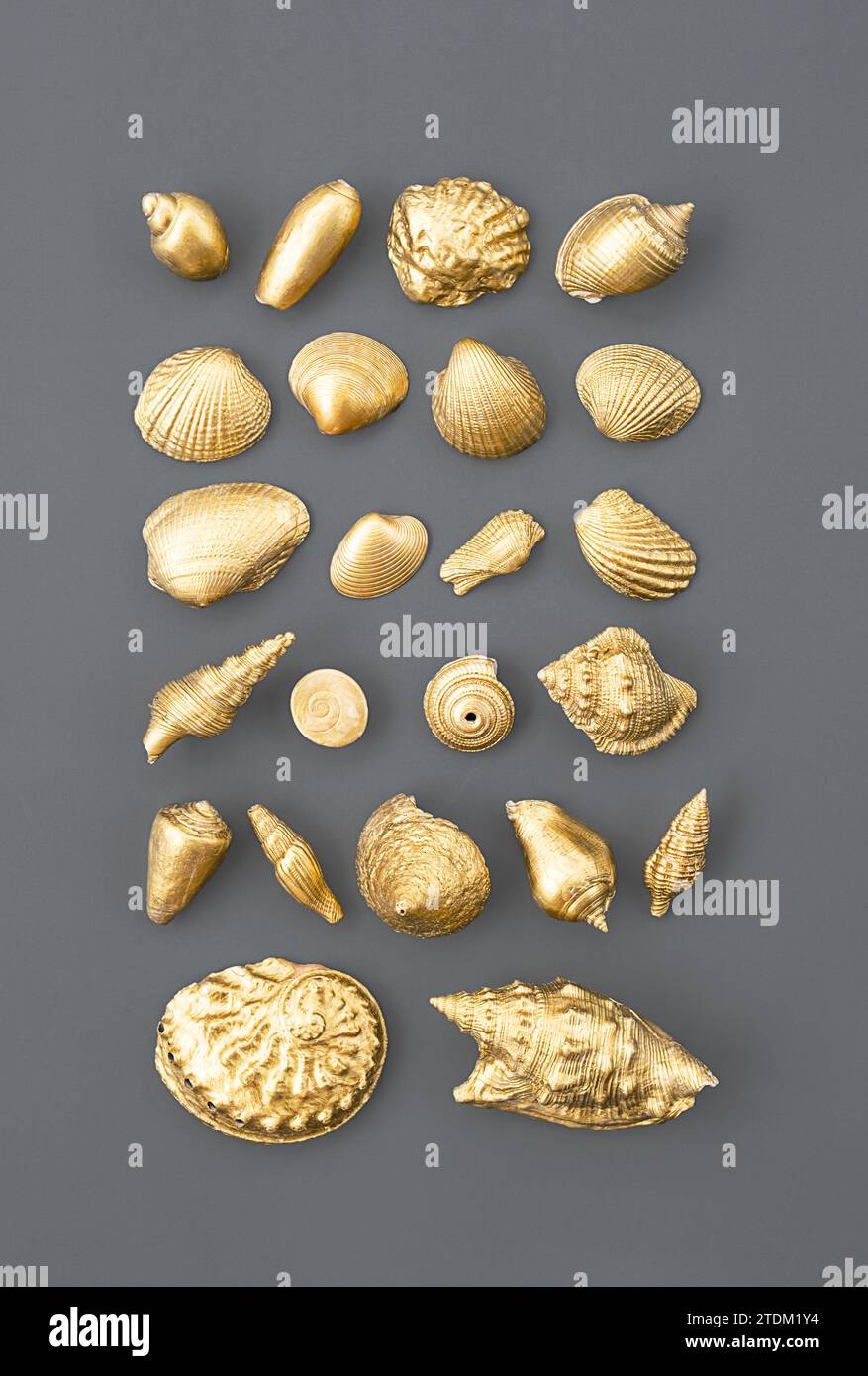 Gold coloured seashells collection Stock Photo - Alamy