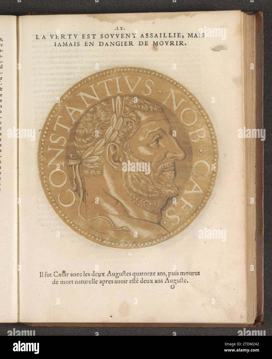 Chlorus i hi-res stock photography and images - Alamy