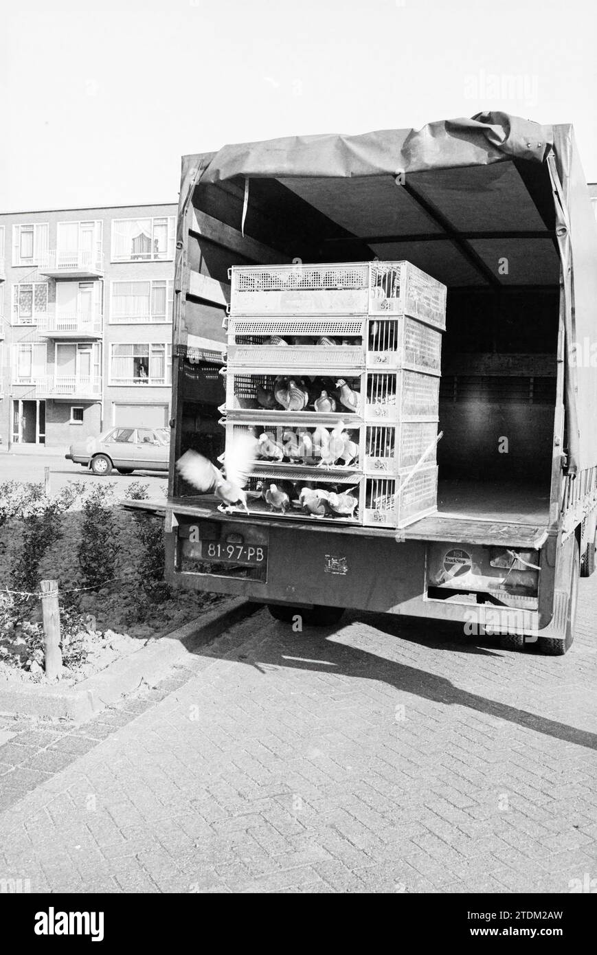 Historical racing pigeon hi-res stock photography and images - Alamy