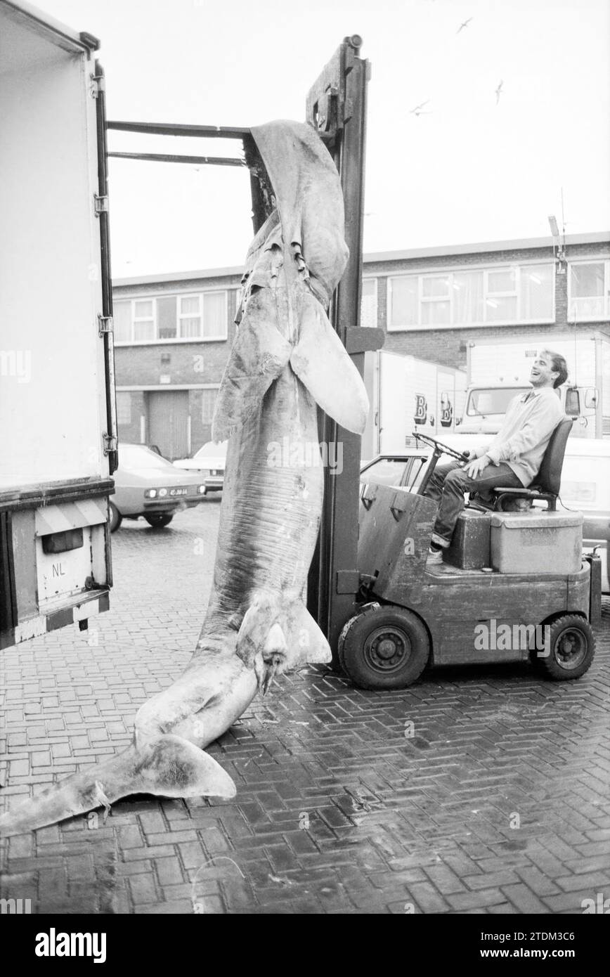 7 meters henk schoorl fish market ijmuiden hi-res stock photography and ...