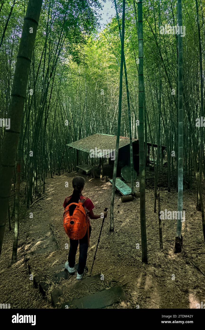 Moso bamboo forest on the Fenrui Historic Trail, Fenqihu, Chiayi ...