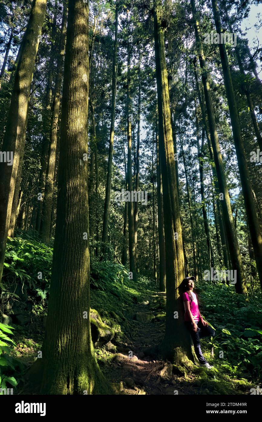 Trekking in the forest on the Fenrui Historic Trail, Fenqihu, Chiayi ...
