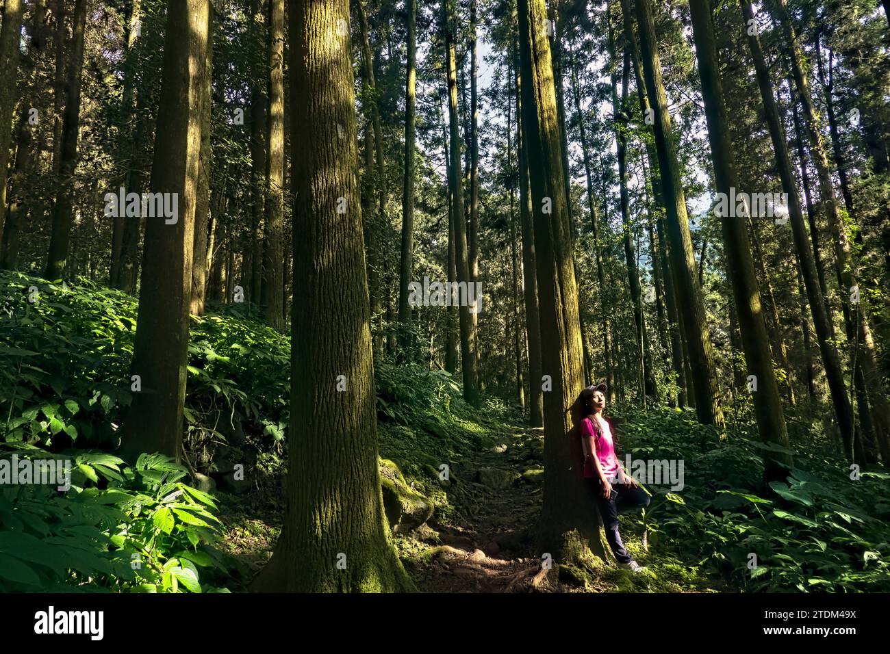Trekking in the forest on the Fenrui Historic Trail, Fenqihu, Chiayi ...