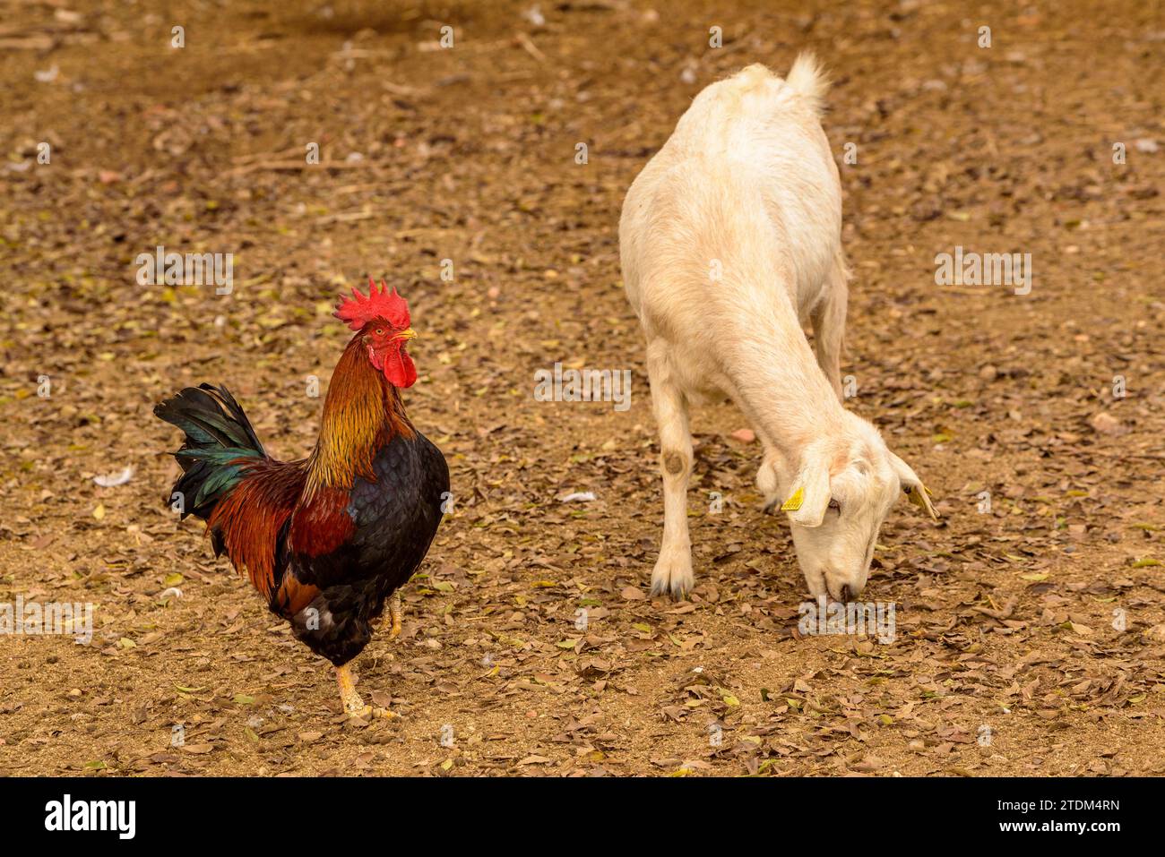 A rooster and a sheep in a corral in Palau de Santa Eulàlia on a cloudy ...