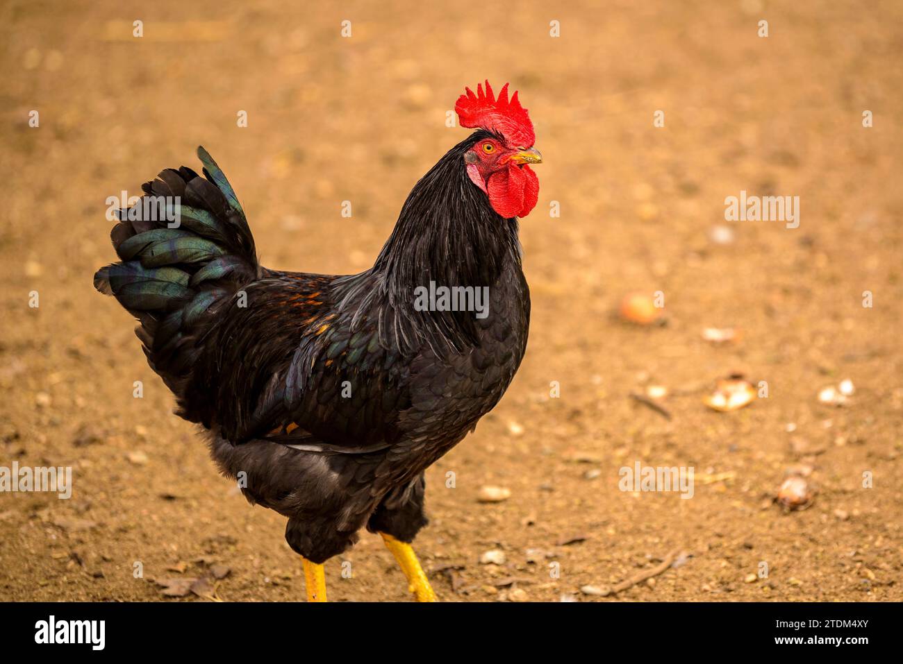 A rooster in a corral in Palau de Santa Eulàlia on a cloudy autumn ...