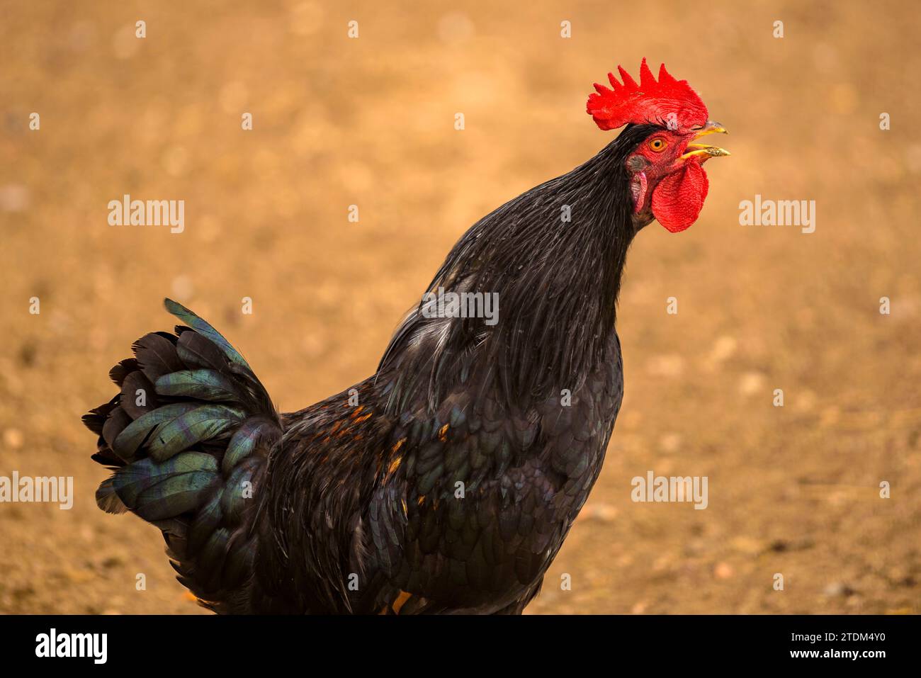 Gallo de corral hi-res stock photography and images - Alamy