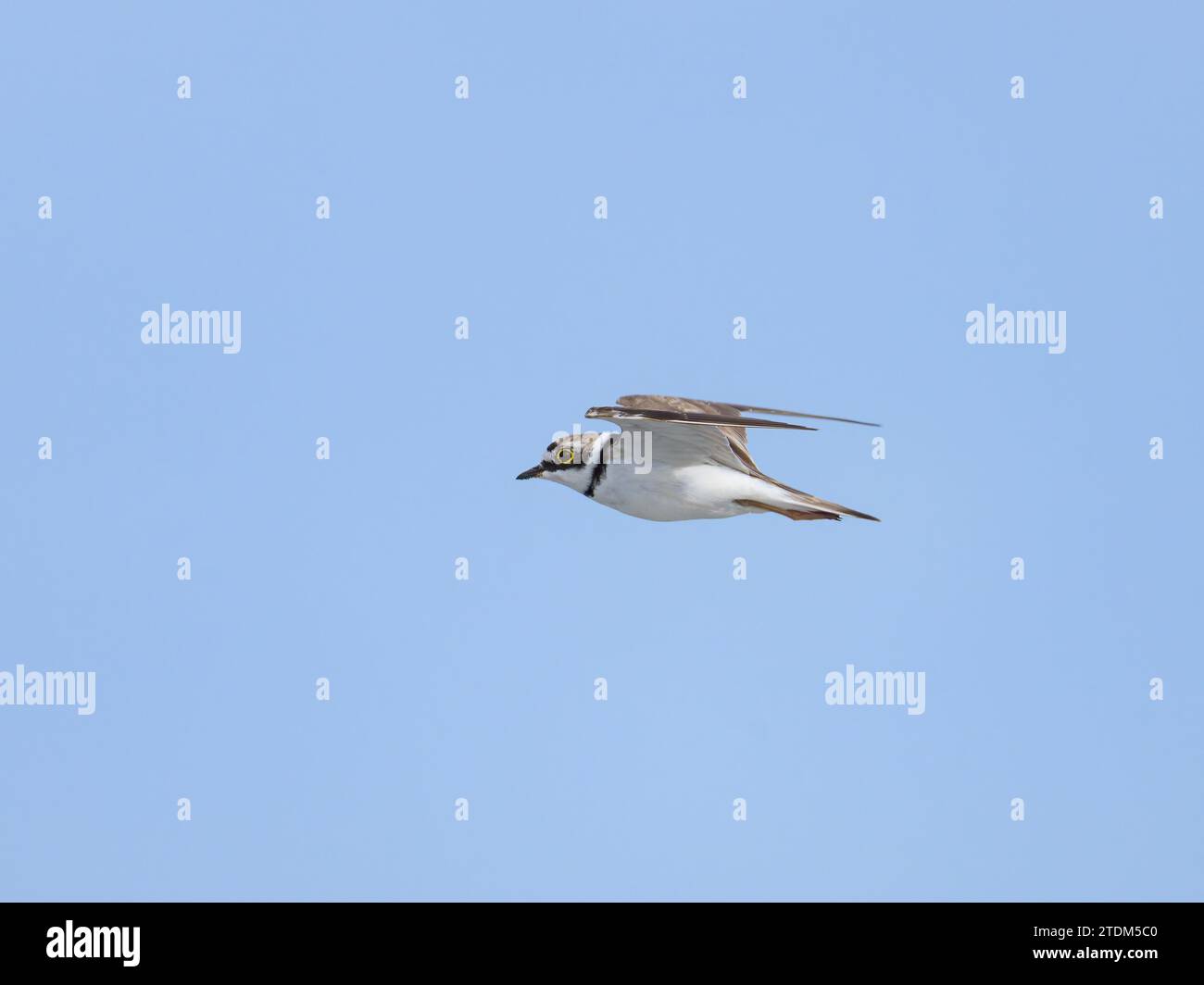 A Little Ringed Plover in flight on the beach, sunny day in summer ...