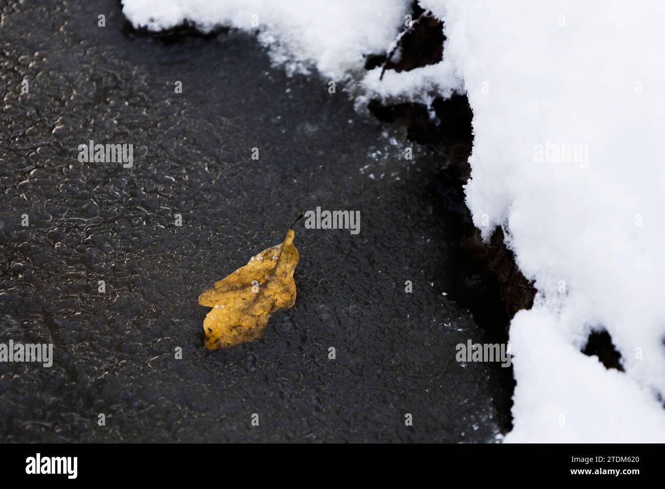 autumn leaf covered frost on abstract natural background close up ...