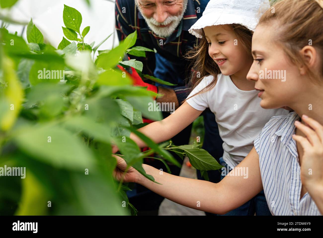 Happy family, generations working together organic farm in greenhouse ...
