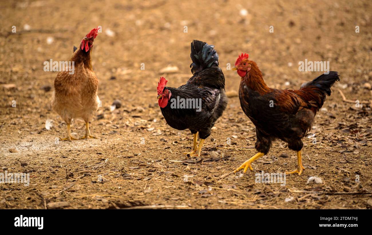 Roosters and hens in a corral in Palau de Santa Eulàlia on a cloudy ...